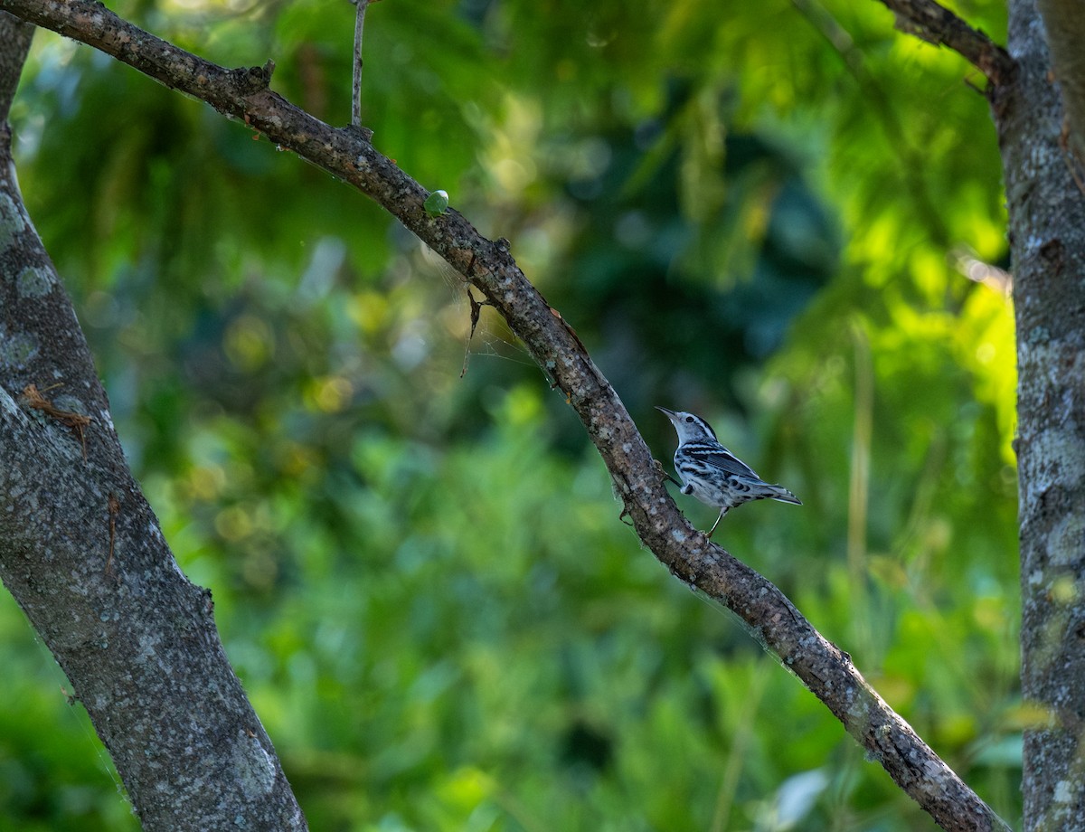eBird Checklist - 29 Aug 2024 - **Back Bay NWR - 25 species
