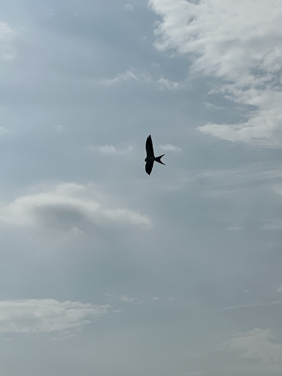 eBird Checklist - 29 Aug 2024 - Lampire Lab - 1 species