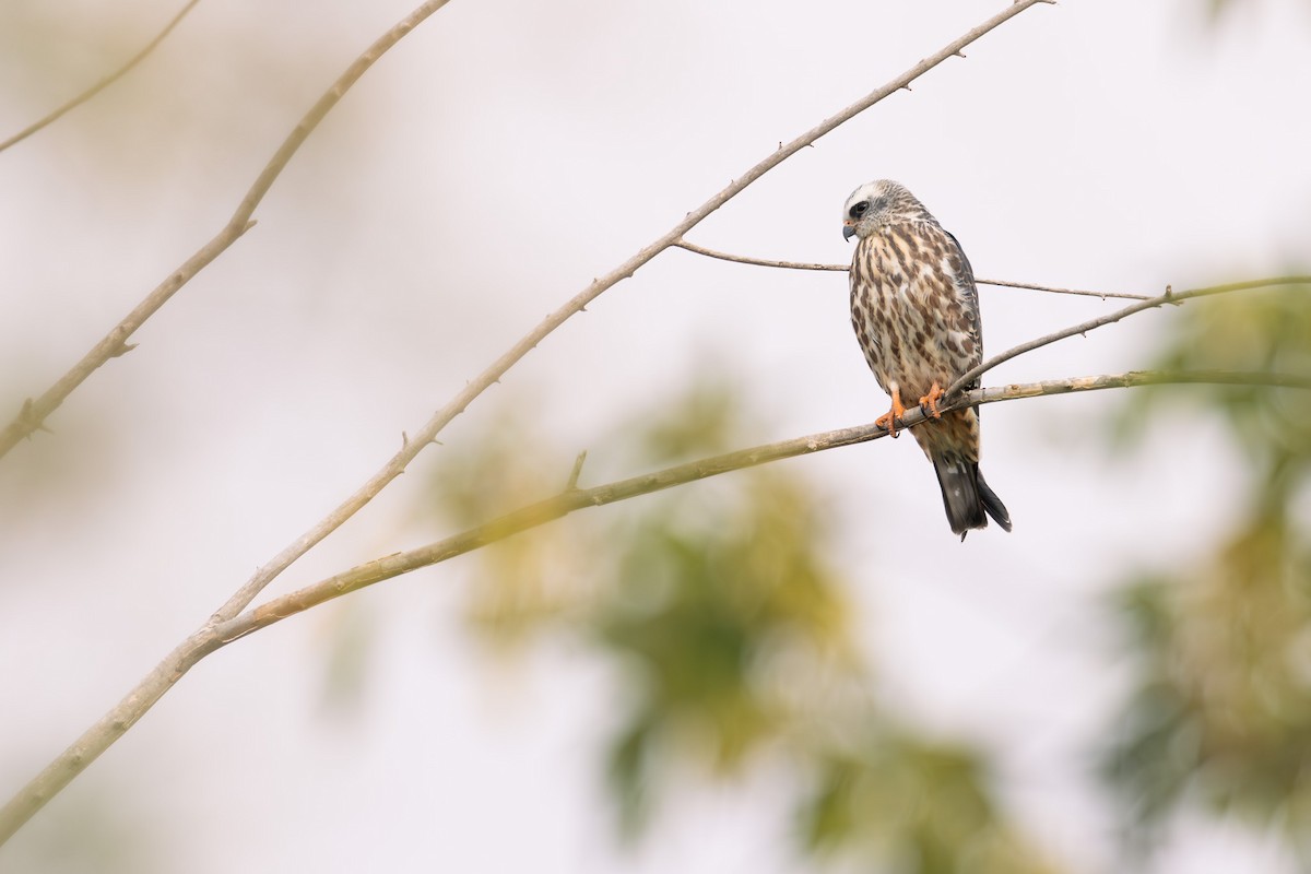 eBird Checklist - 29 Aug 2024 - I-20 Pond/Jenna Welch Nature Ctr. (FWTX ...