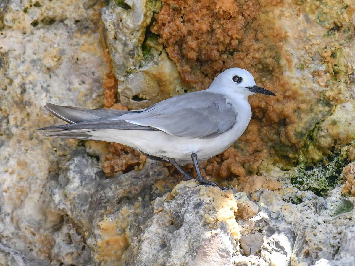 Gray Noddy - Anous albivitta - Birds of the World