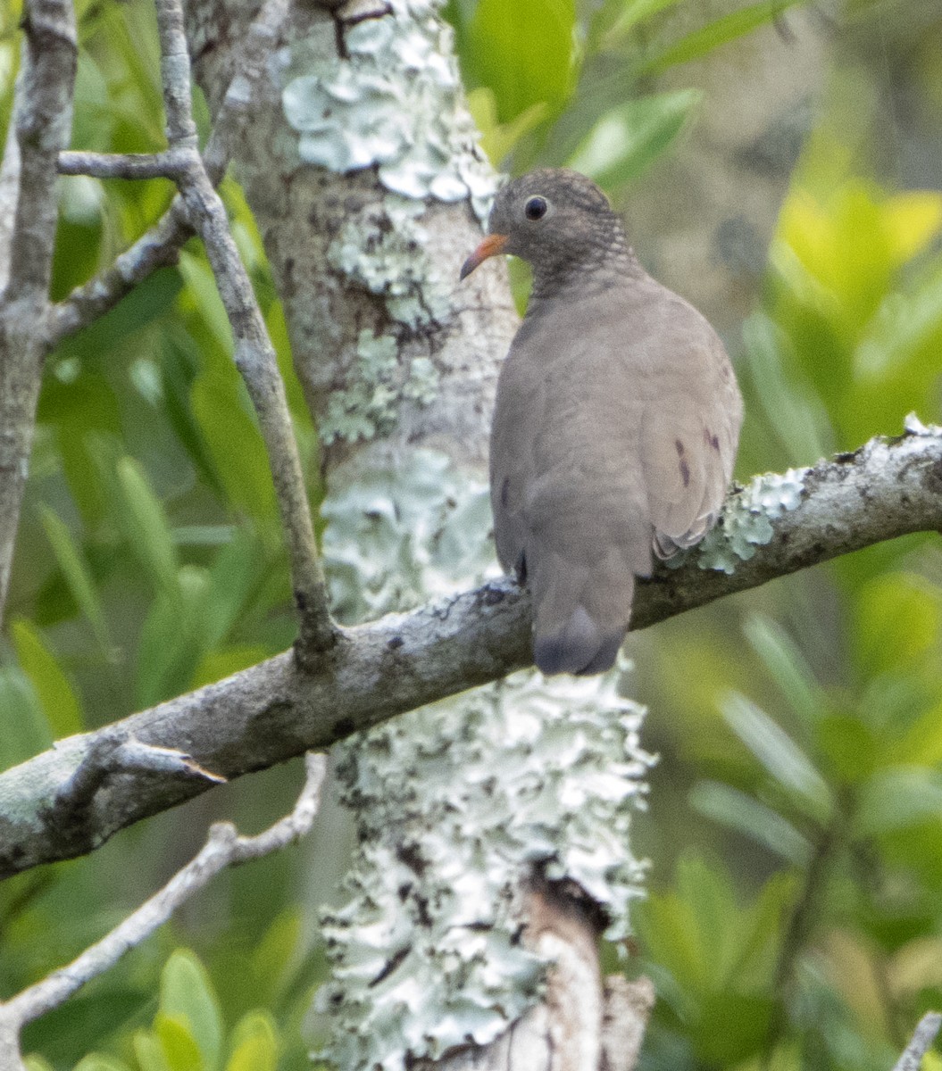 eBird Checklist - 27 Aug 2024 - Loxahatchee NWR - 25 species