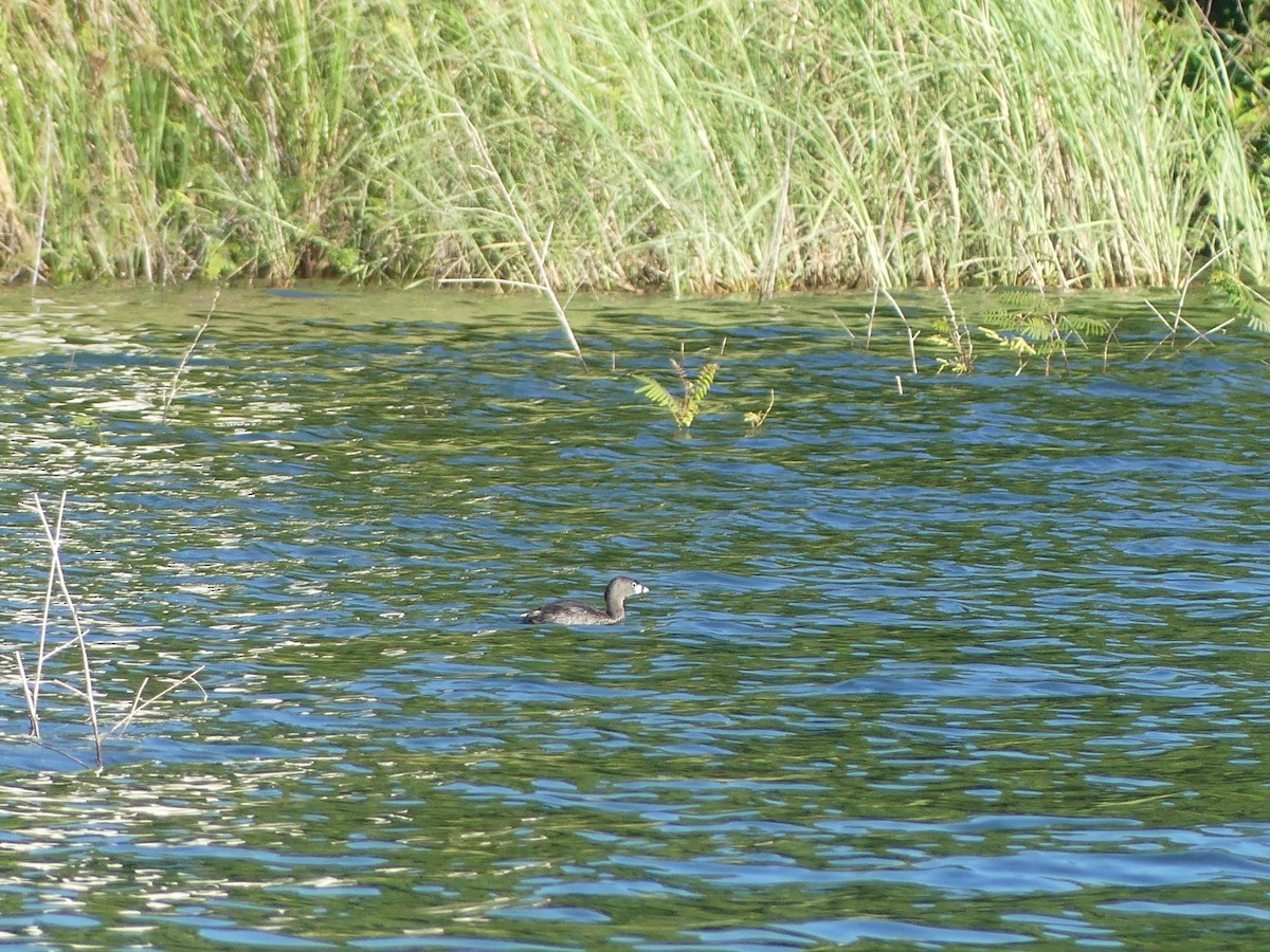 eBird Checklist - 29 Aug 2024 - Facilidades Recreativas del Refugio de ...