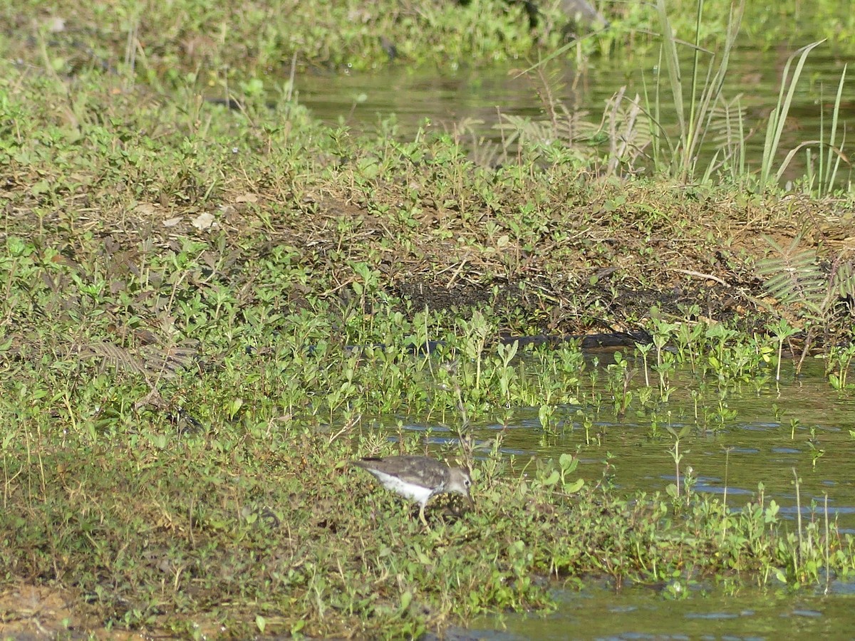 eBird Checklist - 29 Aug 2024 - Facilidades Recreativas del Refugio de ...