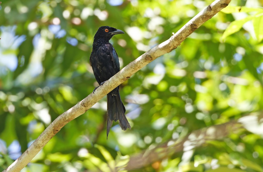Spangled Drongo (Papuan) - eBird