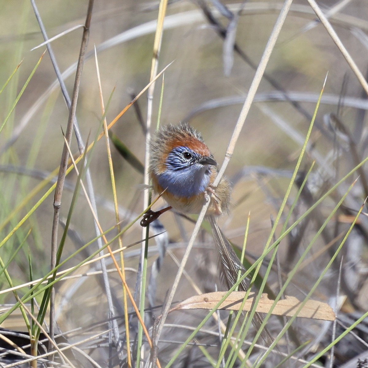 eBird Checklist - 30 Aug 2024 - Hattah-Kulkyne National Park--Nowingi ...