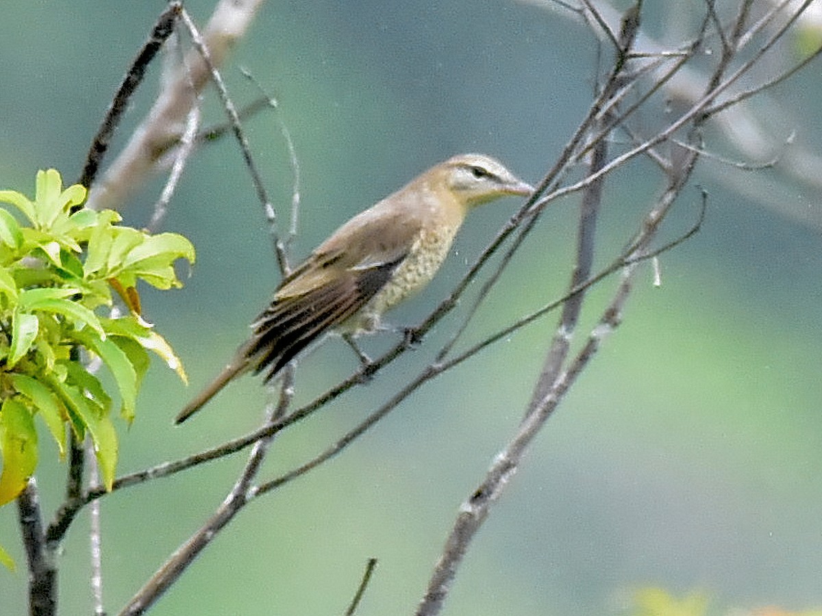 South Moluccan Cicadabird - Edolisoma amboinense - Birds of the World