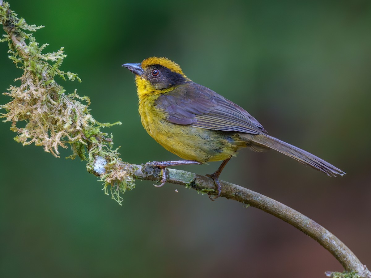 Choco Brushfinch - Atlapetes crassus - Birds of the World
