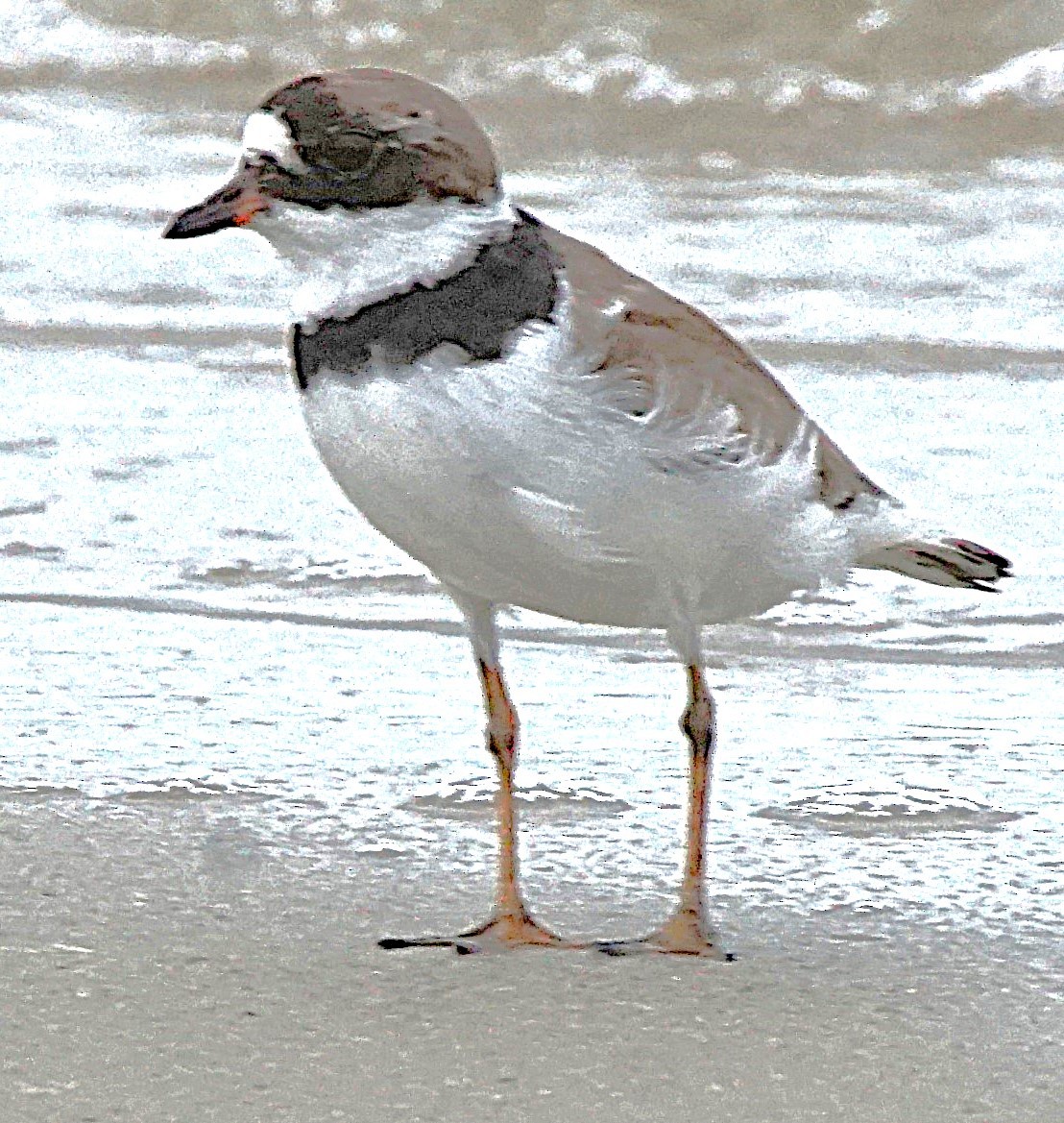 eBird Checklist - 29 Aug 2024 - Biloxi Beach--area of yacht club - 9 ...