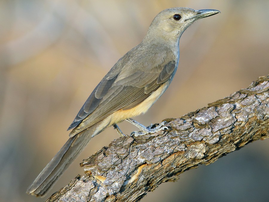 Sandstone Shrikethrush - eBird