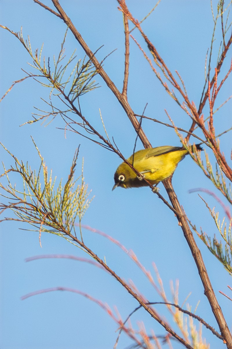 ML623104759 - Capped White-eye - Macaulay Library