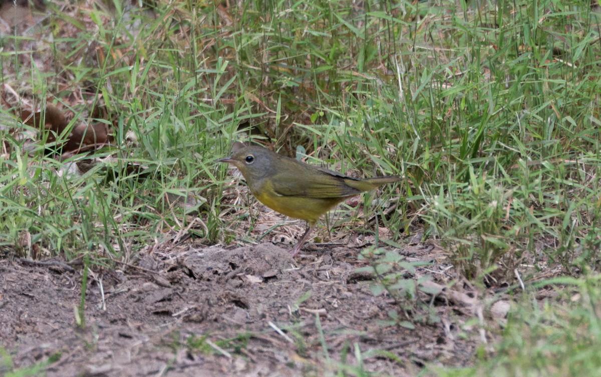 Pennsylvania Bird Atlas Checklist - 28 Aug 2024 - Dreamcatcher Farm - Home - 21 species