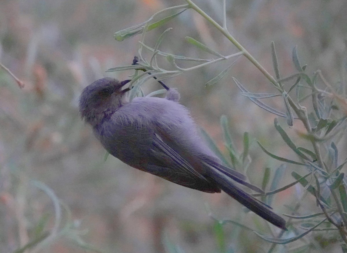 eBird Checklist - 29 Aug 2024 - The ROCK HOUSE - 5 species