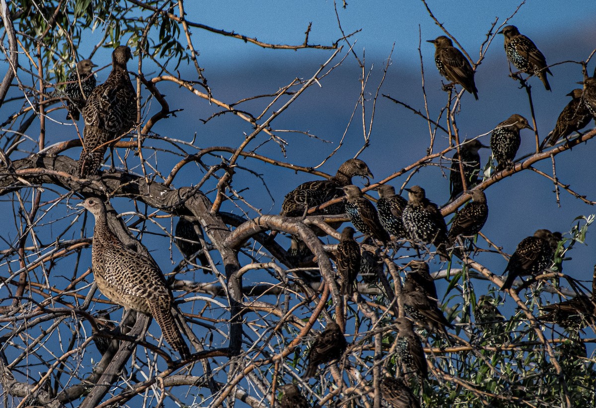 eBird Checklist - 30 Aug 2024 - Lee Kay Ponds - 28 species