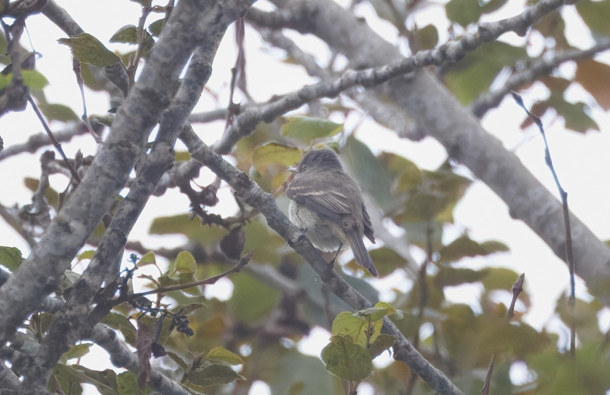 eBird Checklist - 31 Aug 2024 - 5351 Sixth St, Carpinteria US-CA 34. ...