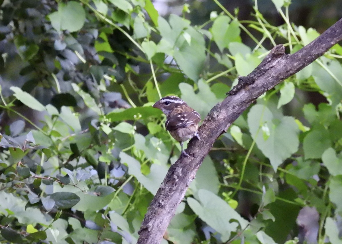 Pennsylvania Bird Atlas Checklist - 31 Aug 2024 - East Great Bend Swamp ...