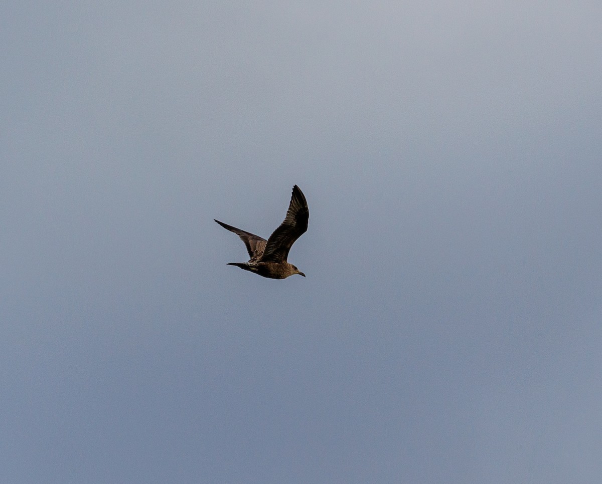 eBird Checklist - 31 Aug 2024 - Burrage Pond WMA - 29 species