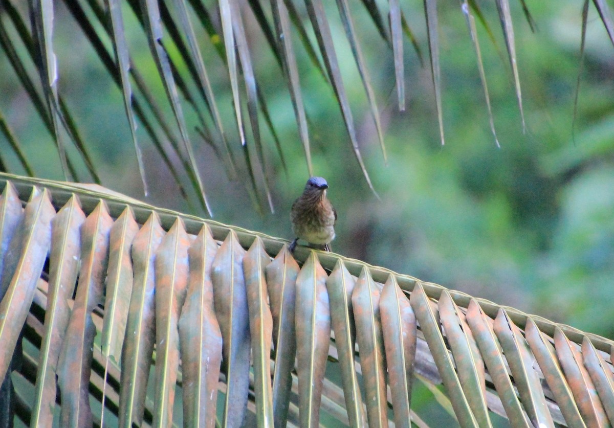 eBird Checklist - 22 Nov 2019 - Casaroro Falls, Valencia - 6 species
