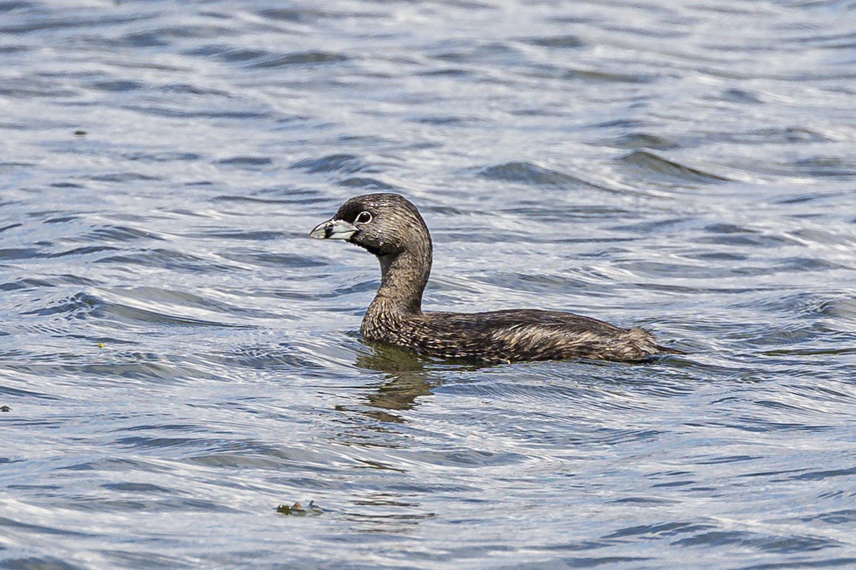 eBird Checklist - 11 Aug 2024 - Presque Isle SP--Vista 1 - 24 species