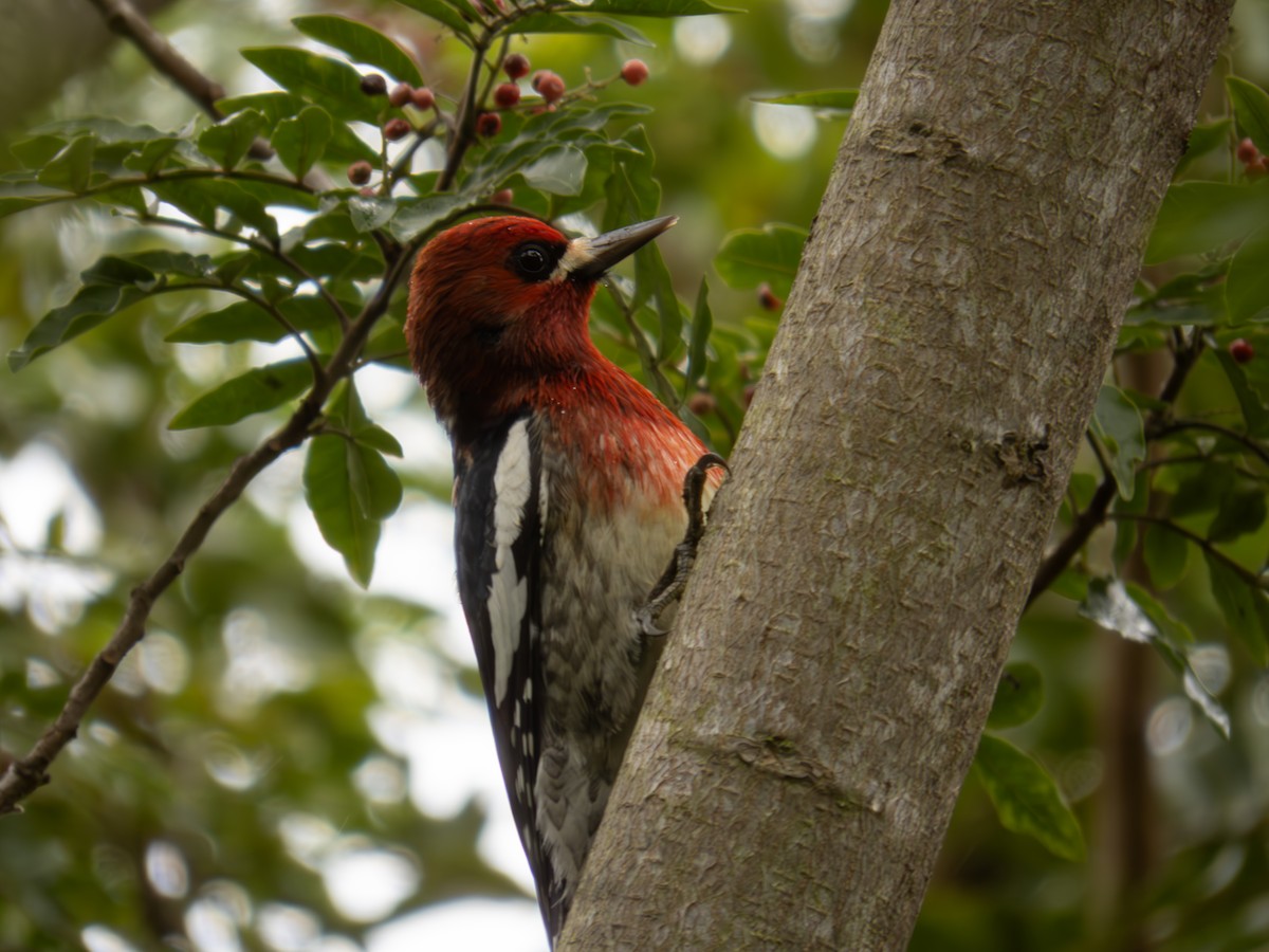 ML623194347 - Red-breasted Sapsucker - Macaulay Library
