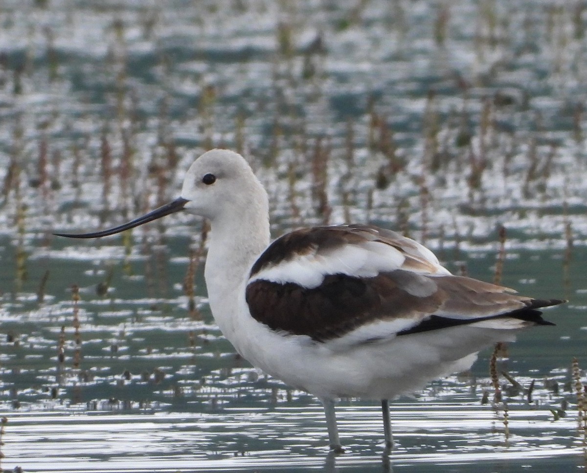 Pennsylvania Bird Atlas Checklist - 1 Sep 2024 - Donegal Lake - 25 species