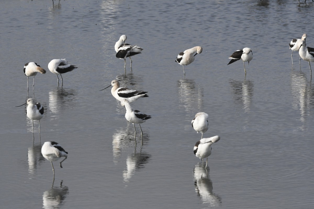 eBird Checklist - 1 Sep 2024 - Hagerman NWR - 58 species