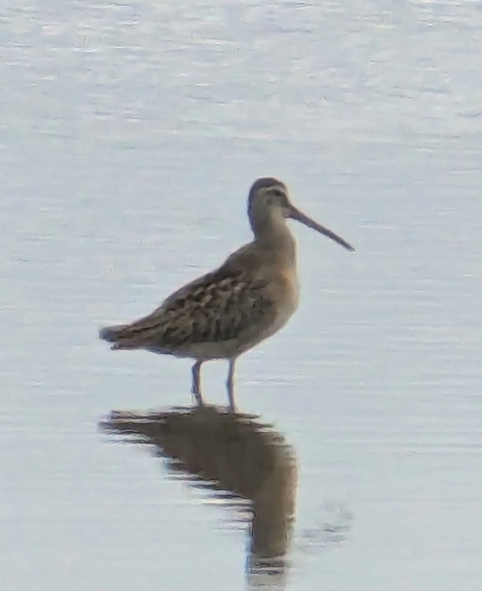 eBird Checklist - 1 Sep 2024 - Hagerman NWR - 34 species