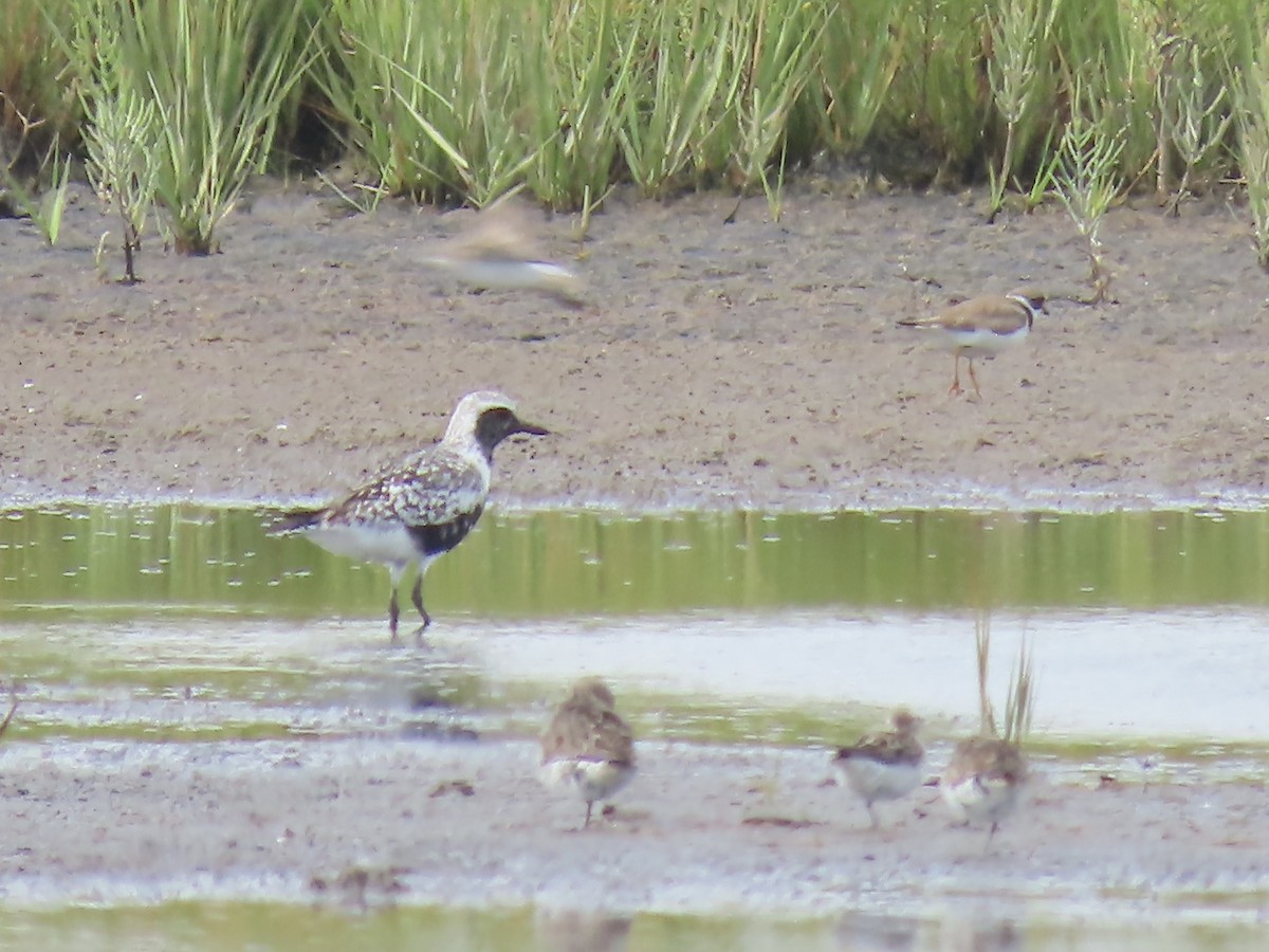 eBird Checklist - 1 Sep 2024 - Parker River NWR - 48 species (+1 other ...