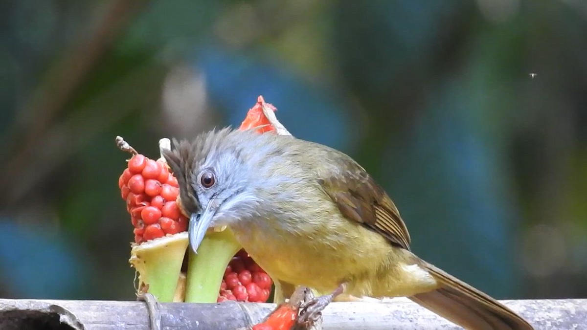 ML623213571 - Gray-throated Bulbul - Macaulay Library