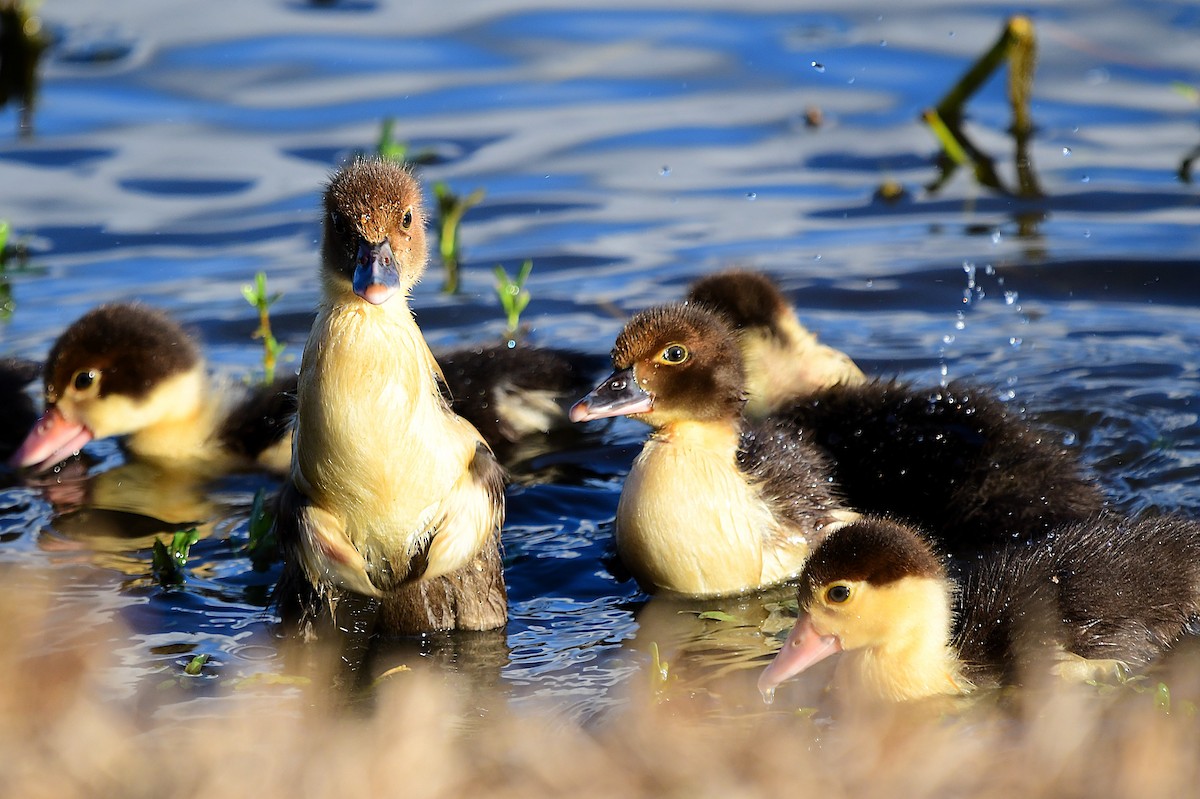 eBird Checklist - 1 Sep 2024 - I.G. Levy Park North (formerly Scranton ...