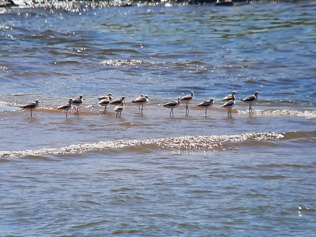 ML623219396 - American Avocet - Macaulay Library