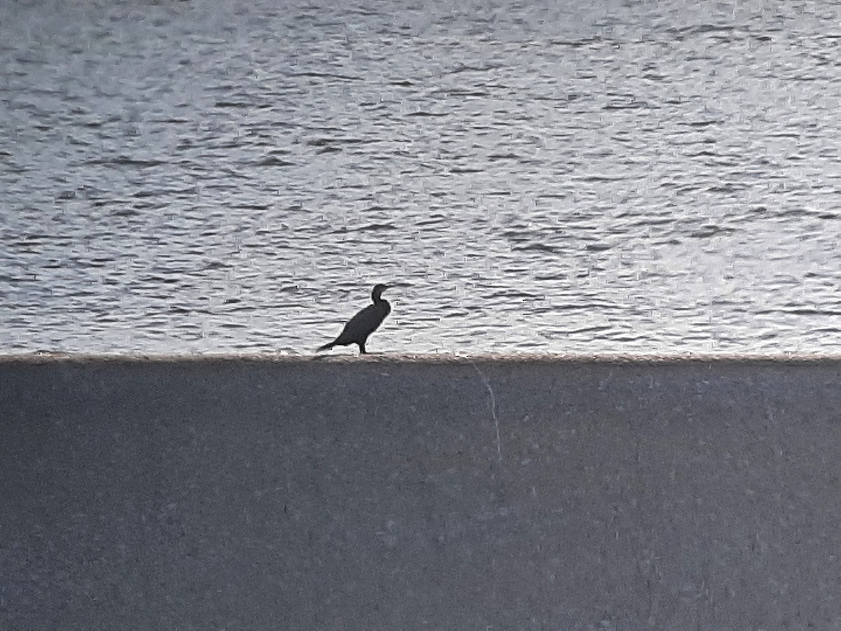 ML623219466 - Neotropic Cormorant - Macaulay Library