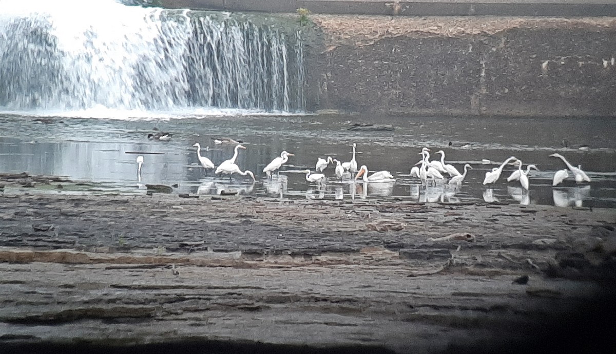 ML623219514 - American White Pelican - Macaulay Library