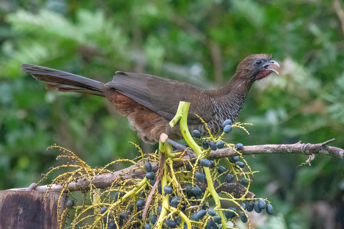 eBird Checklist - 31 Aug 2024 - Morro Redondo--Sítio Flor e Osória - 32 species