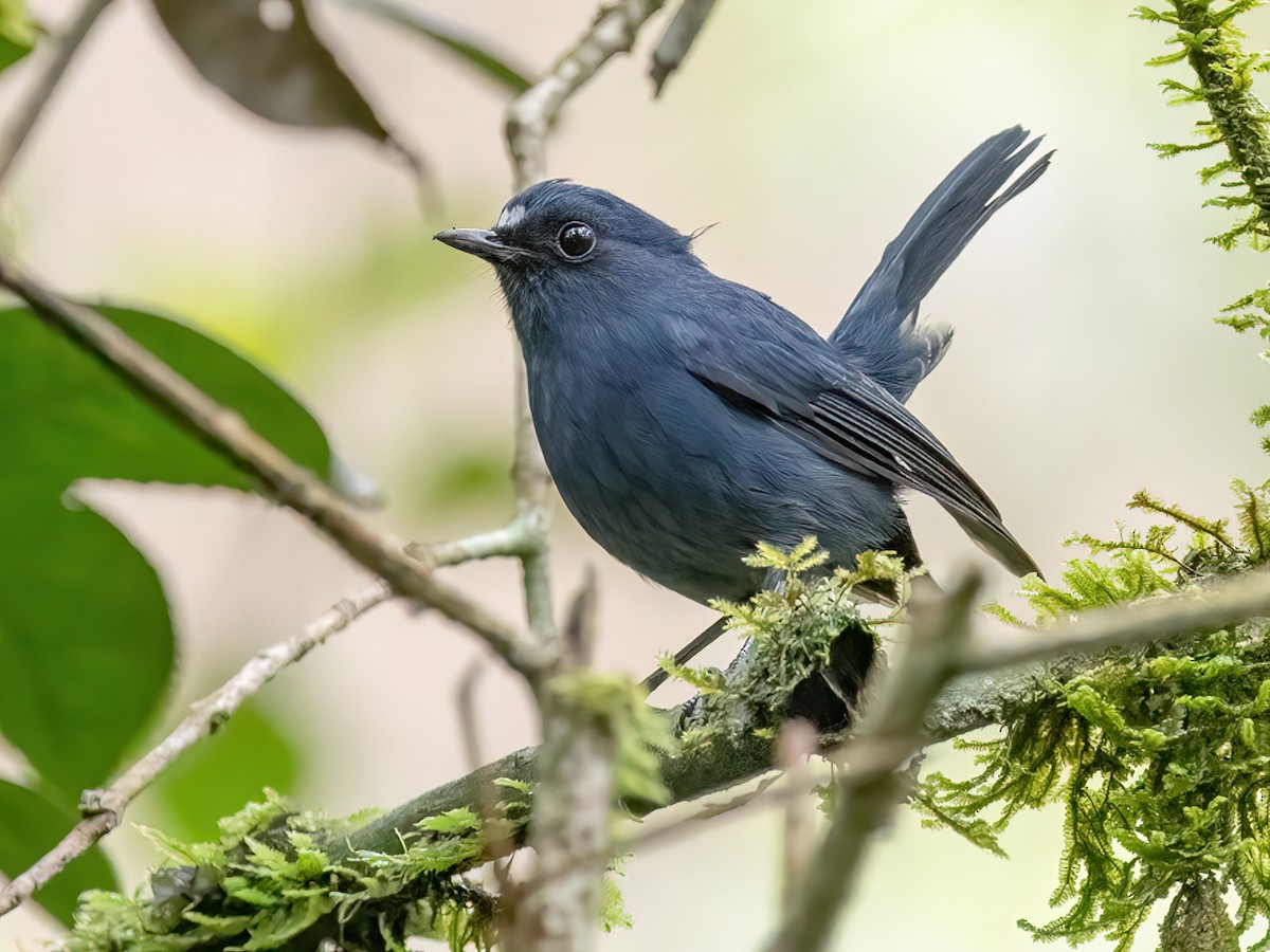 Sumatran Robin - Myiomela sumatrana - Birds of the World