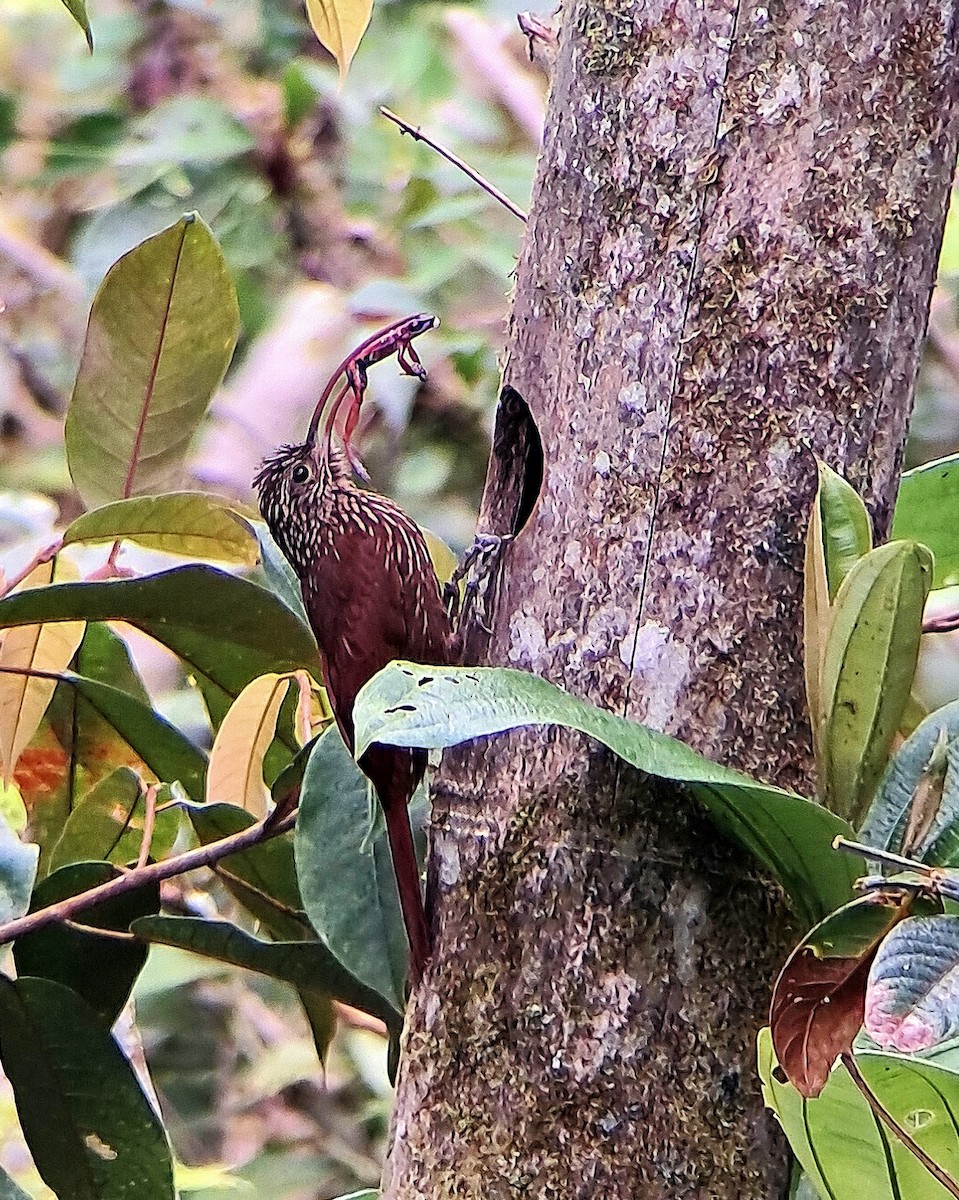 eBird Checklist - 1 Sep 2024 - Sendero Frutti Tour & Birdwatching - 46 species