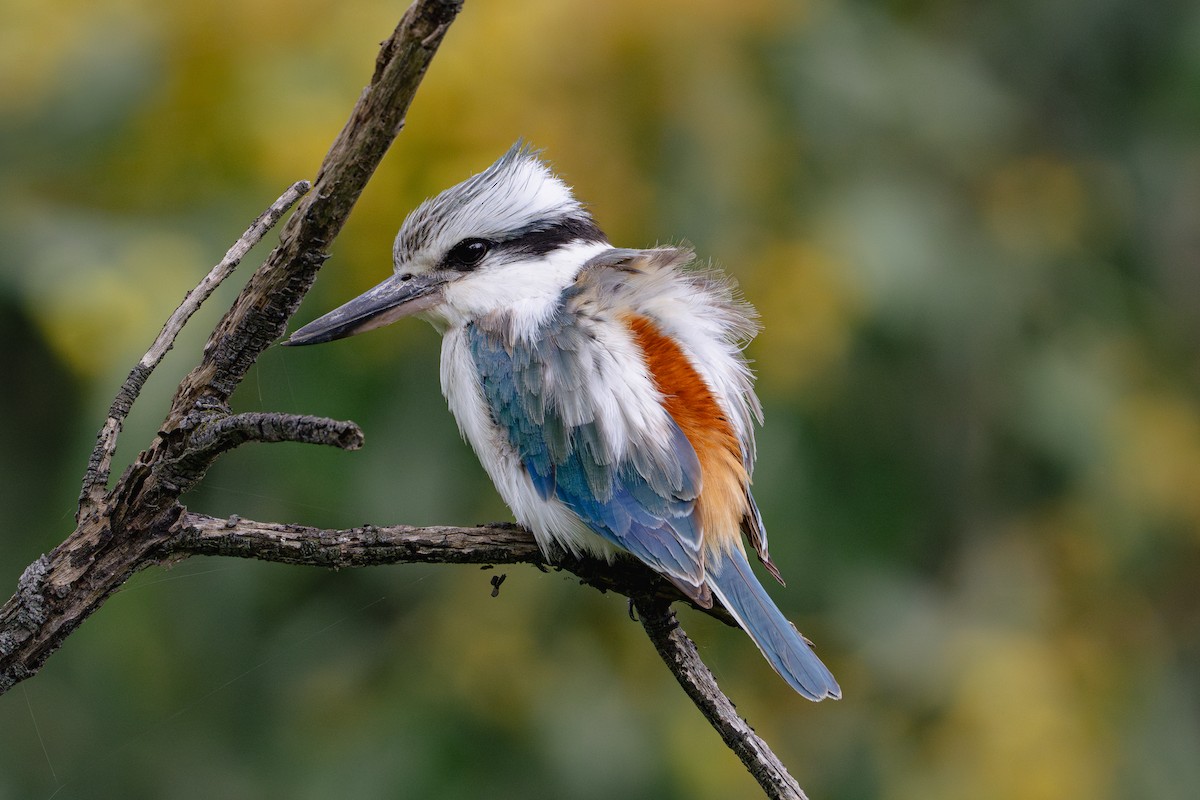 eBird Checklist - 2 Sep 2024 - Yarra Bend Park--Dights Falls Loop Track ...