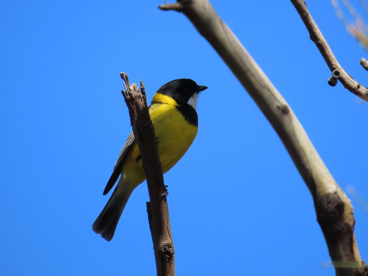 eBird Checklist - 20 Aug 2024 - Mount Remarkable National Park--Mambray ...