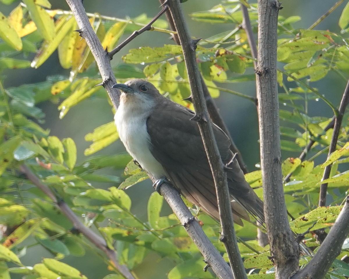eBird Checklist - 2 Sep 2024 - Blue Ridge Pkwy--Elk Mountain Overlook ...