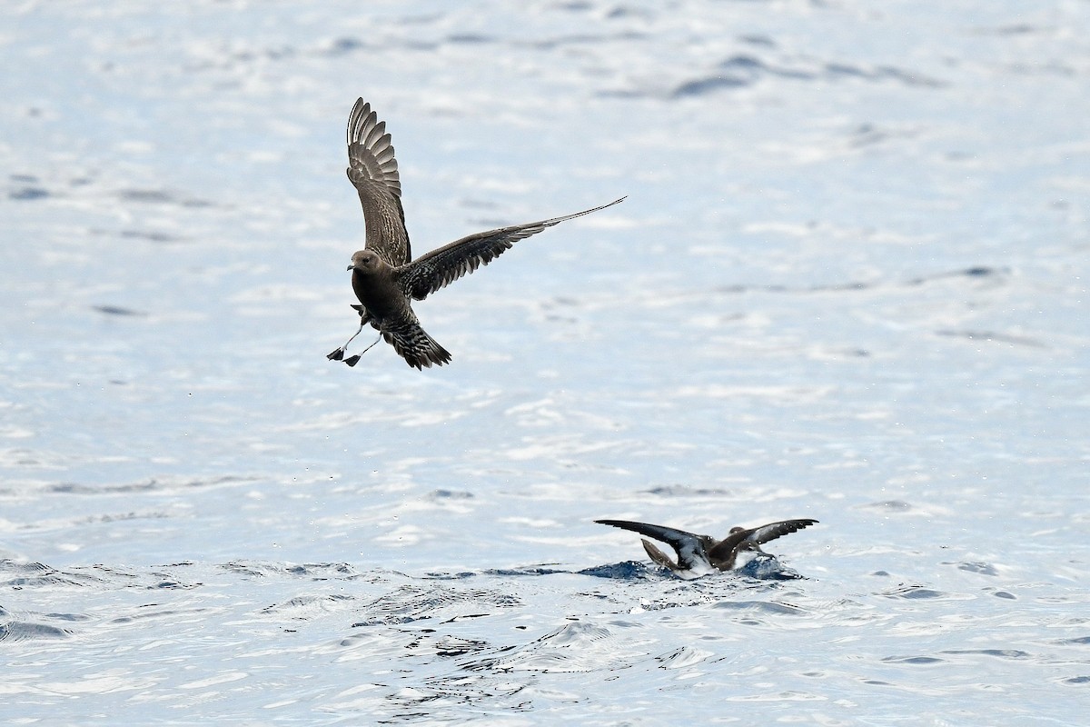 eBird Checklist - 1 Sep 2024 - Hatteras Pelagic--Gulf Stream - 14 ...