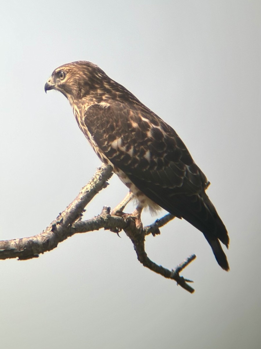 eBird Checklist - 2 Sep 2024 - Parker River NWR - 20 species