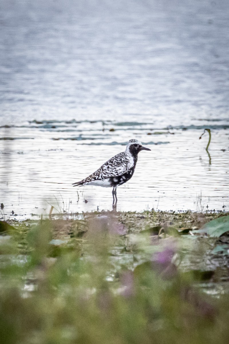 Pennsylvania Bird Atlas Checklist - 1 Sep 2024 - Presque Isle SP (IBA) - 73 species (+2 other taxa)