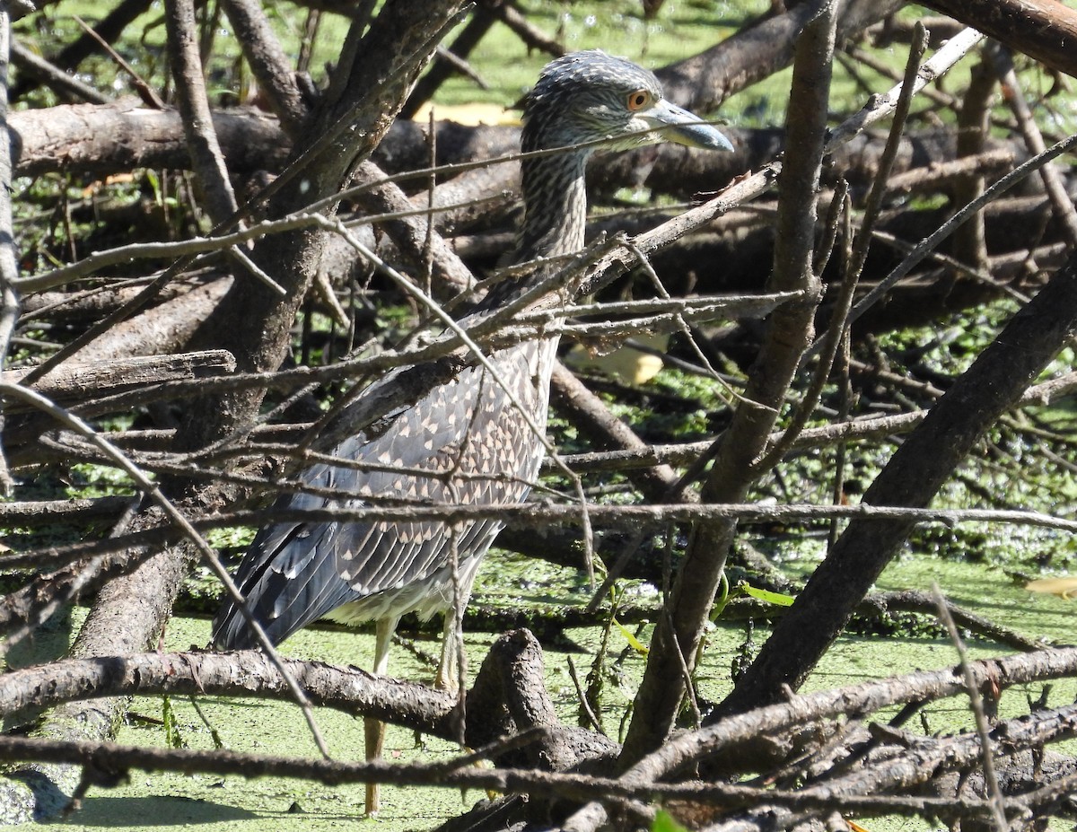 eBird Checklist - 2 Sep 2024 - Gilmore Ponds MetroPark (do not walk ...