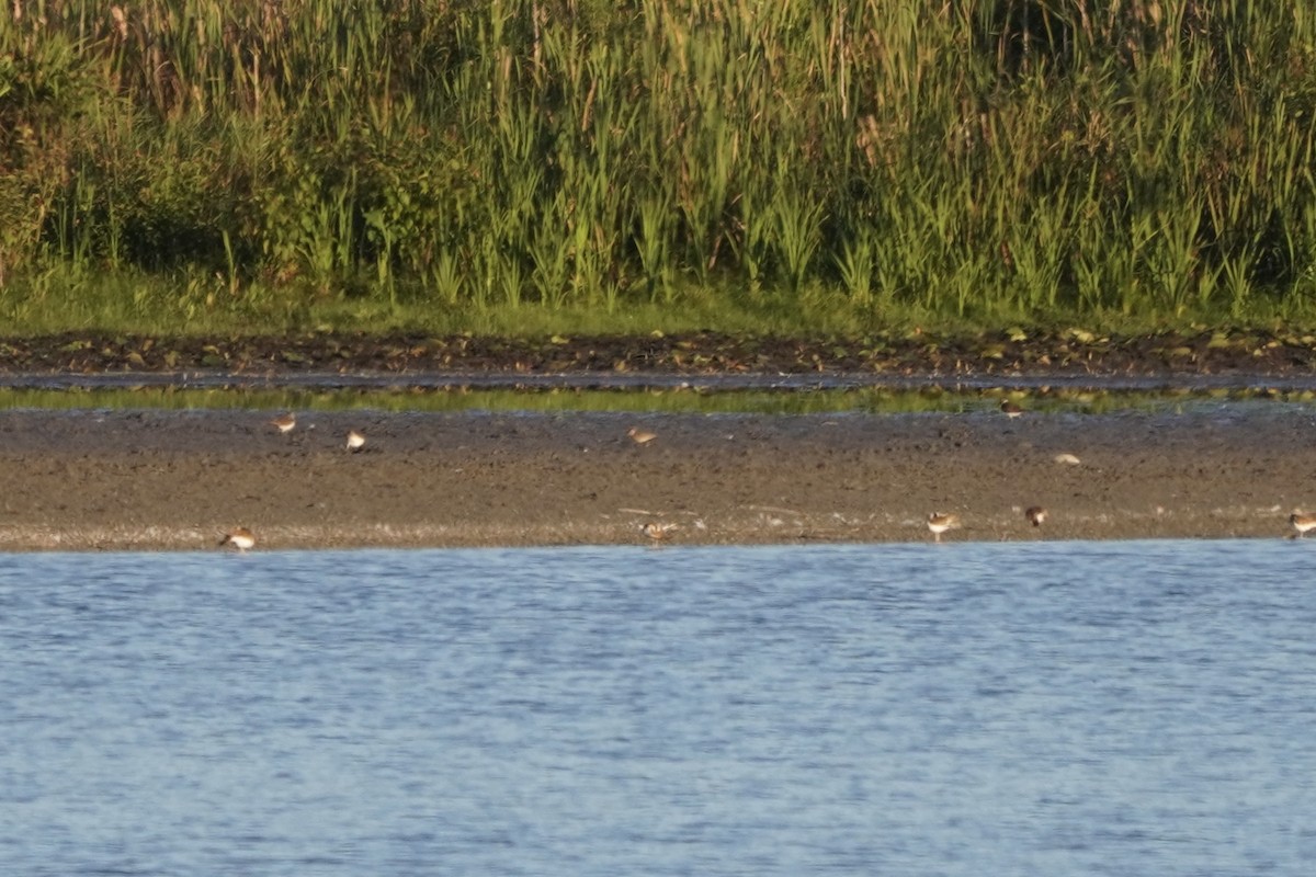 eBird Checklist - 2 Sep 2024 - Pigeon River FWA (Steuben Co.) - 16 species