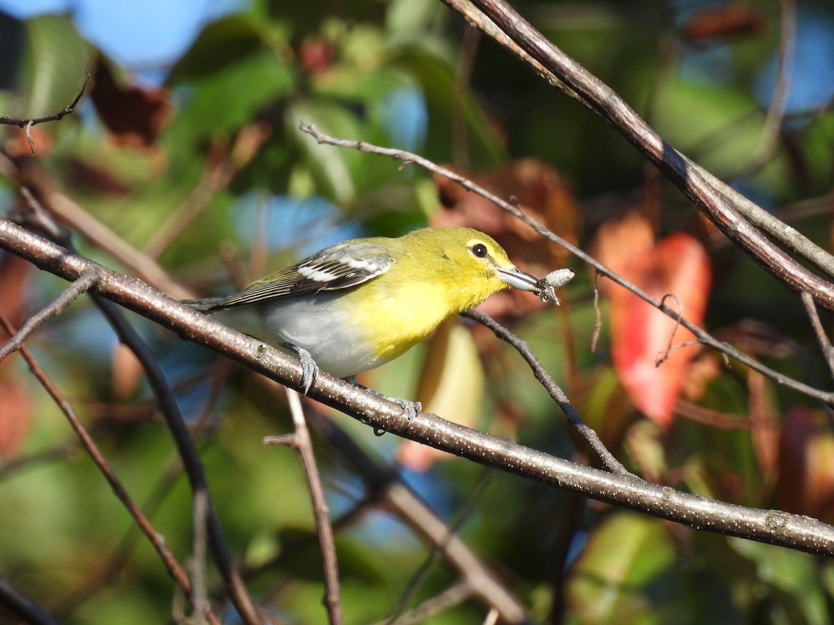 Pennsylvania Bird Atlas Checklist - 3 Sep 2024 - Ft. Indiantown Gap--Second Mountain (restricted ...