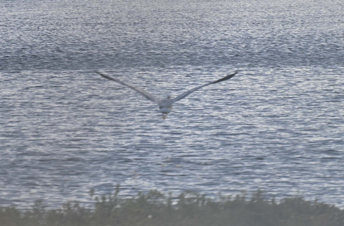 eBird Checklist - 3 Sep 2024 - Stephenville--Former Mill Road - 8 species