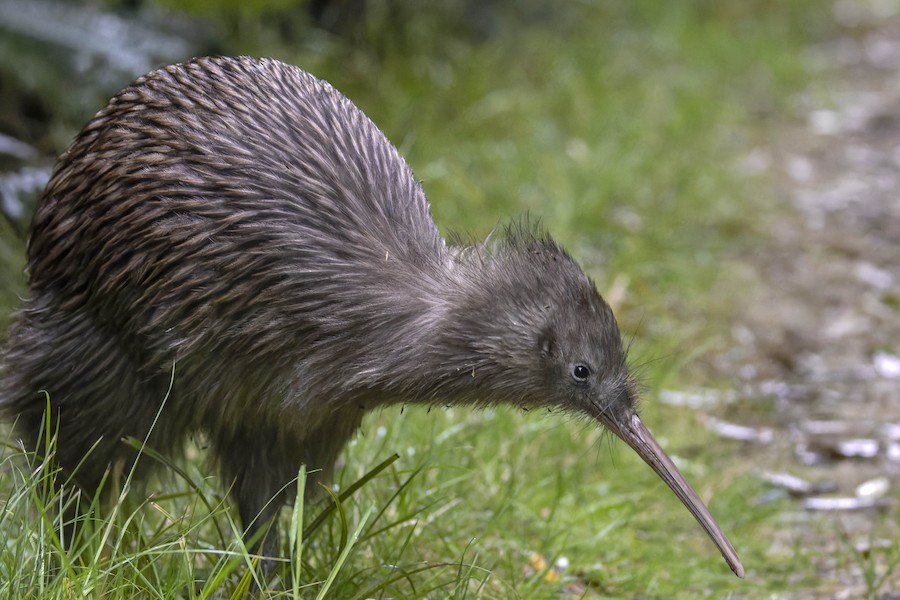 Southern Brown Kiwi (Stewart I.) - eBird