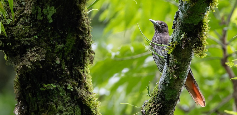Maroon Oriole (Maroon) - eBird