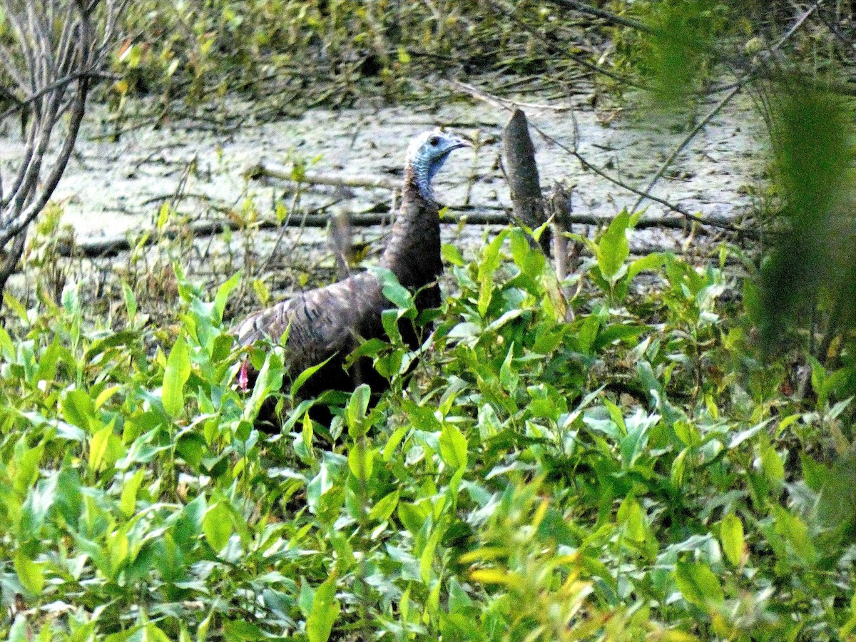eBird Checklist - 4 Sep 2024 - Gilmore Ponds MetroPark - 42 species