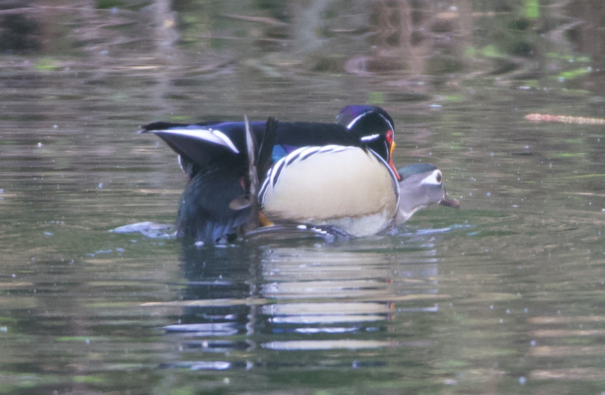ML623323273 - Wood Duck - Macaulay Library