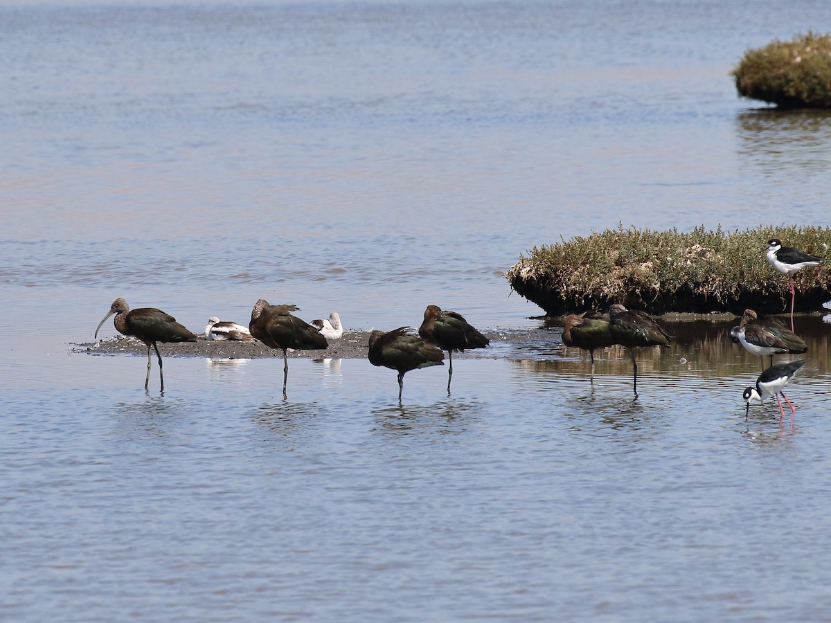 eBird Checklist - 4 Sep 2024 - Don Edwards NWR--New Chicago Marsh - 8 ...
